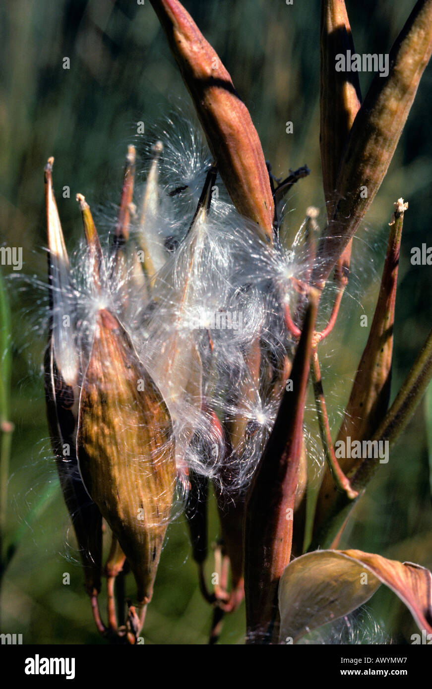 Seed pod. Milkweed. Asclepias Stock Photo - Alamy