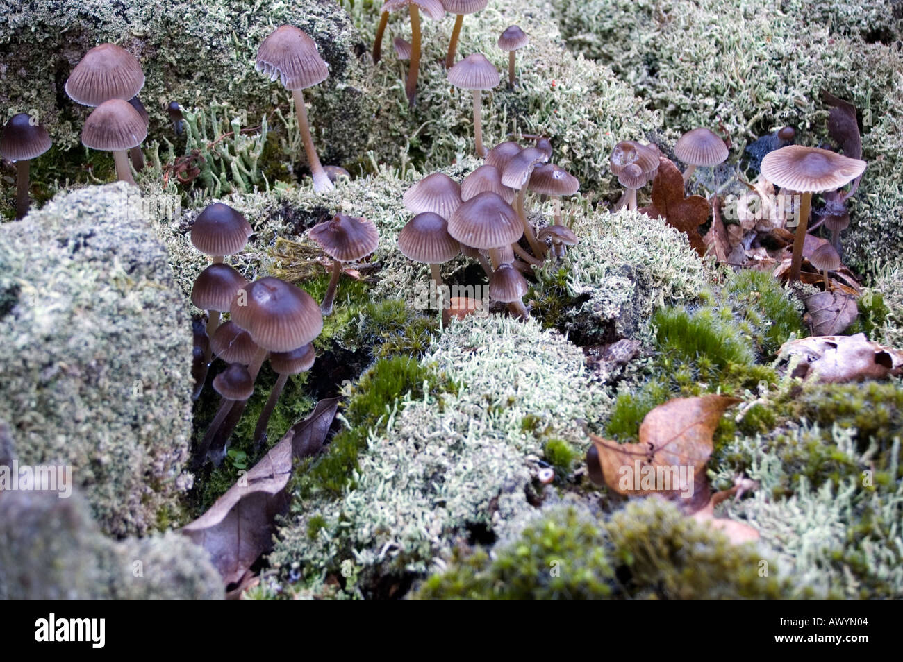 Toadstools growing on a rotting tree stump Stock Photo - Alamy