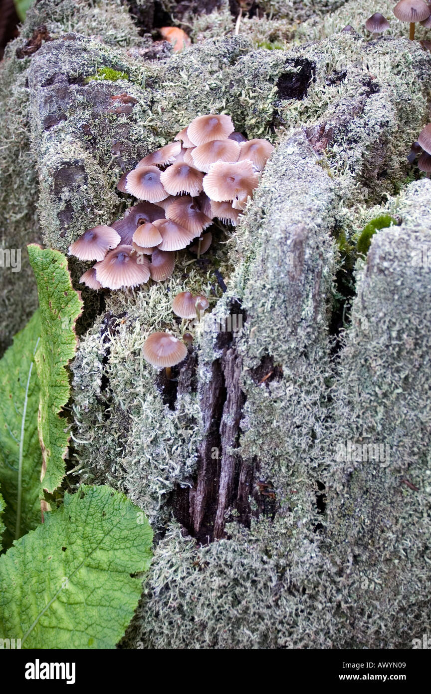 Stump of the castle hi-res stock photography and images - Alamy