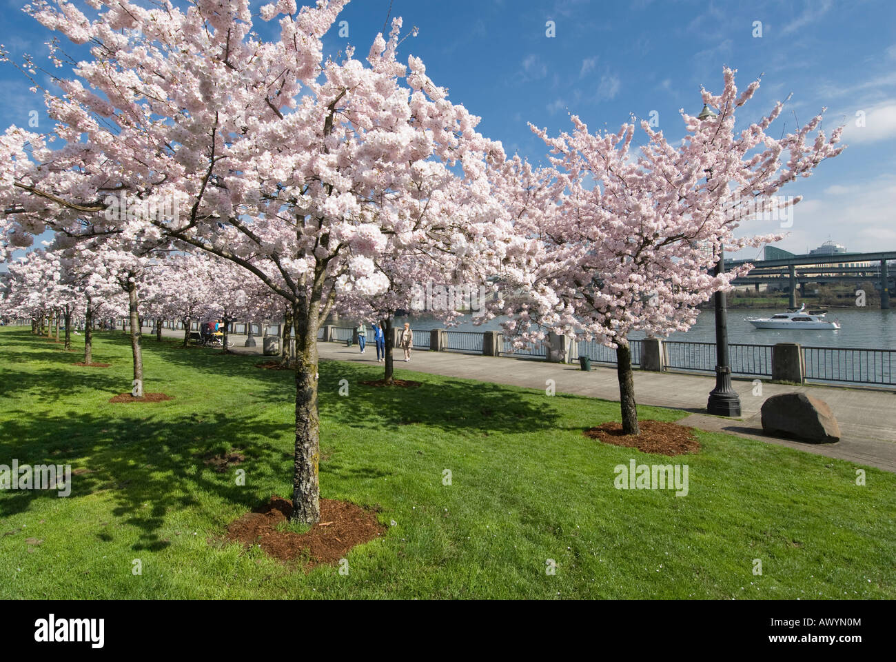View of cherry blossoms in springtime at Tom McCall Waterfront Park ...