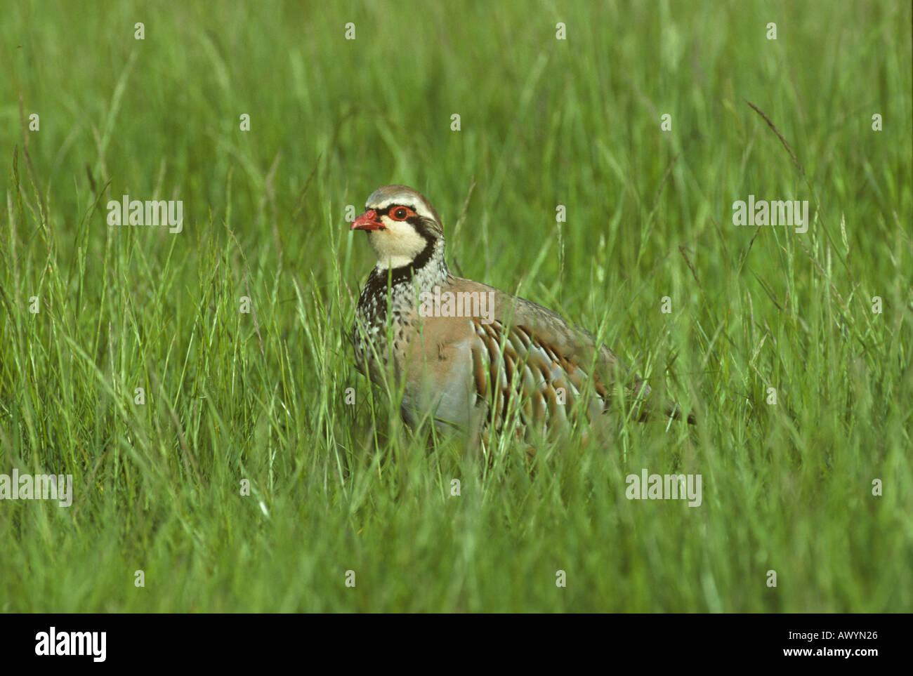 Red-legged Partridge Alectoris rufa feeding in meadow Stock Photo - Alamy