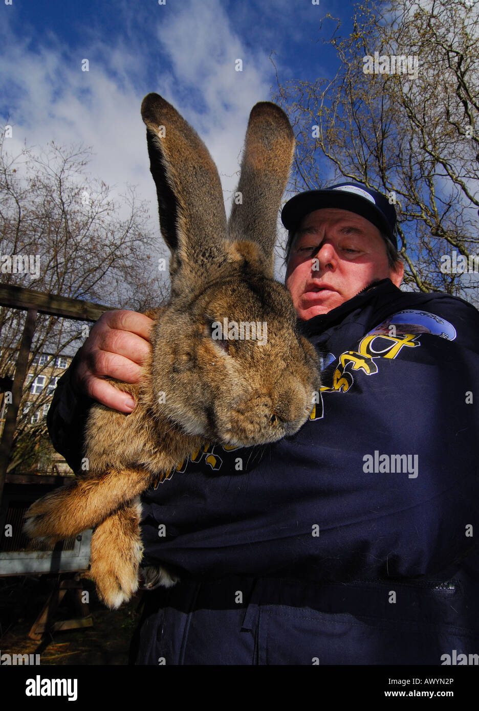 German grey giant rabbit hi-res stock photography and images - Alamy