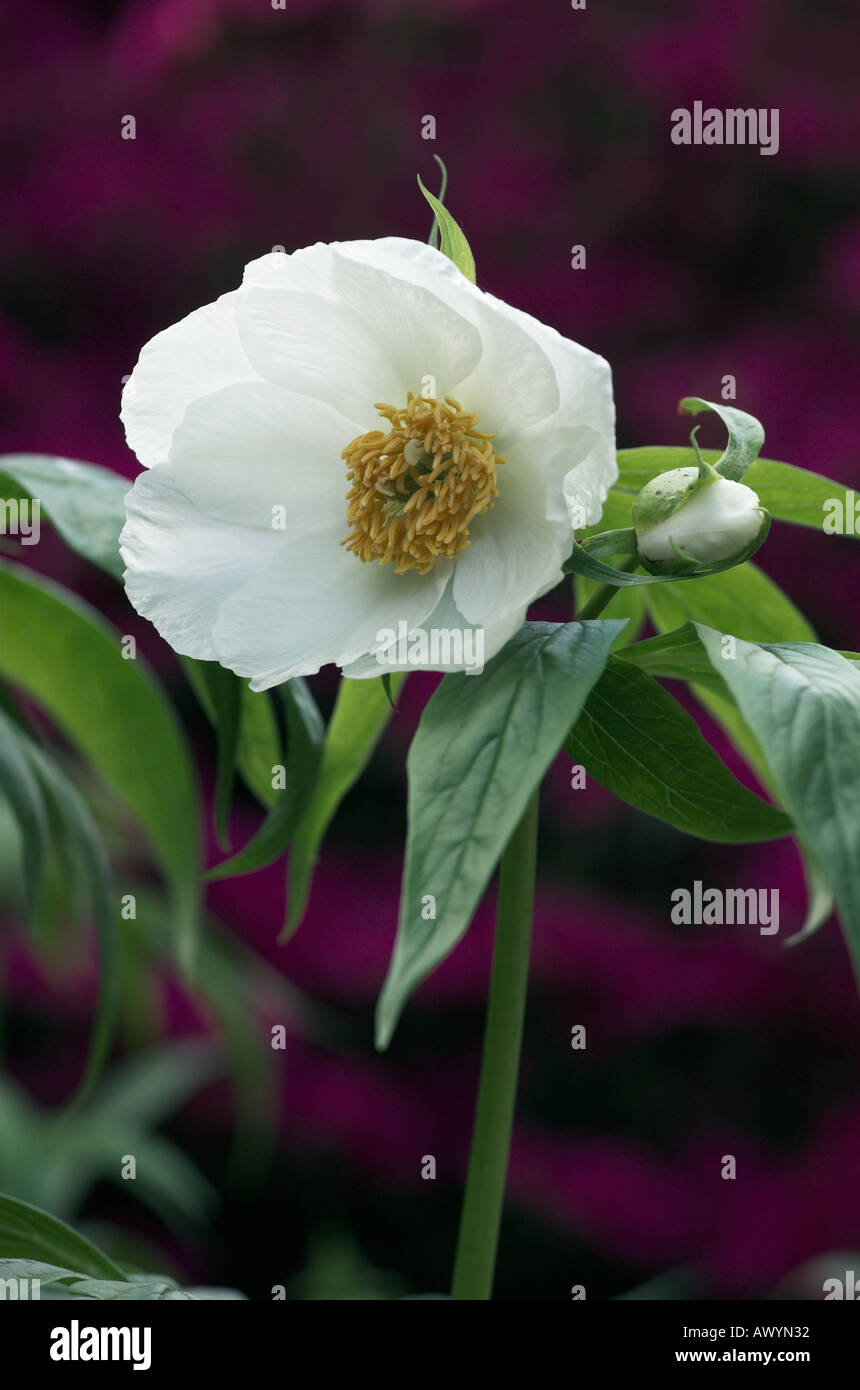 Himalayan peony paeonia emodi hi-res stock photography and images - Alamy