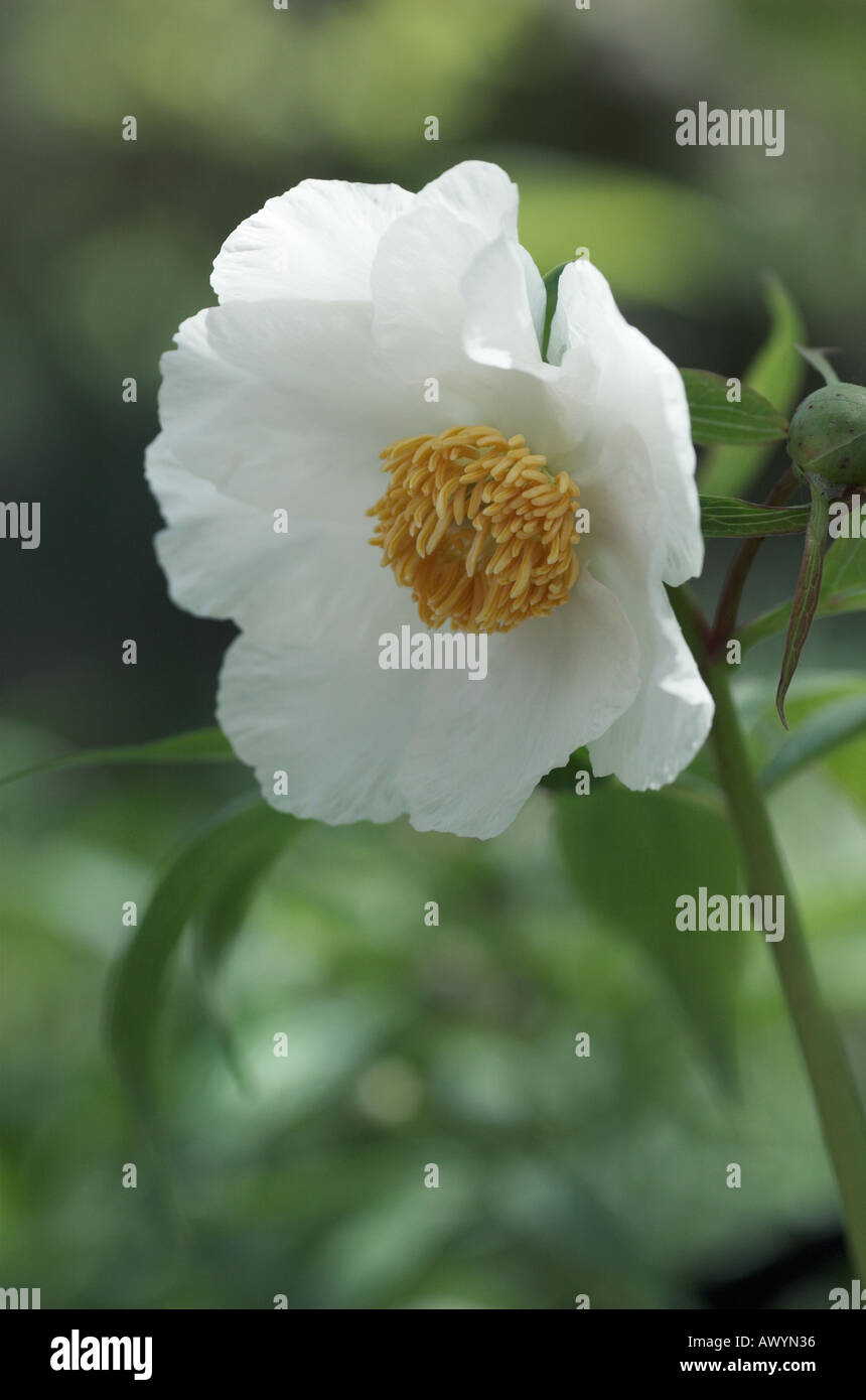 Paeonia Emodi High Resolution Stock Photography and Images - Alamy