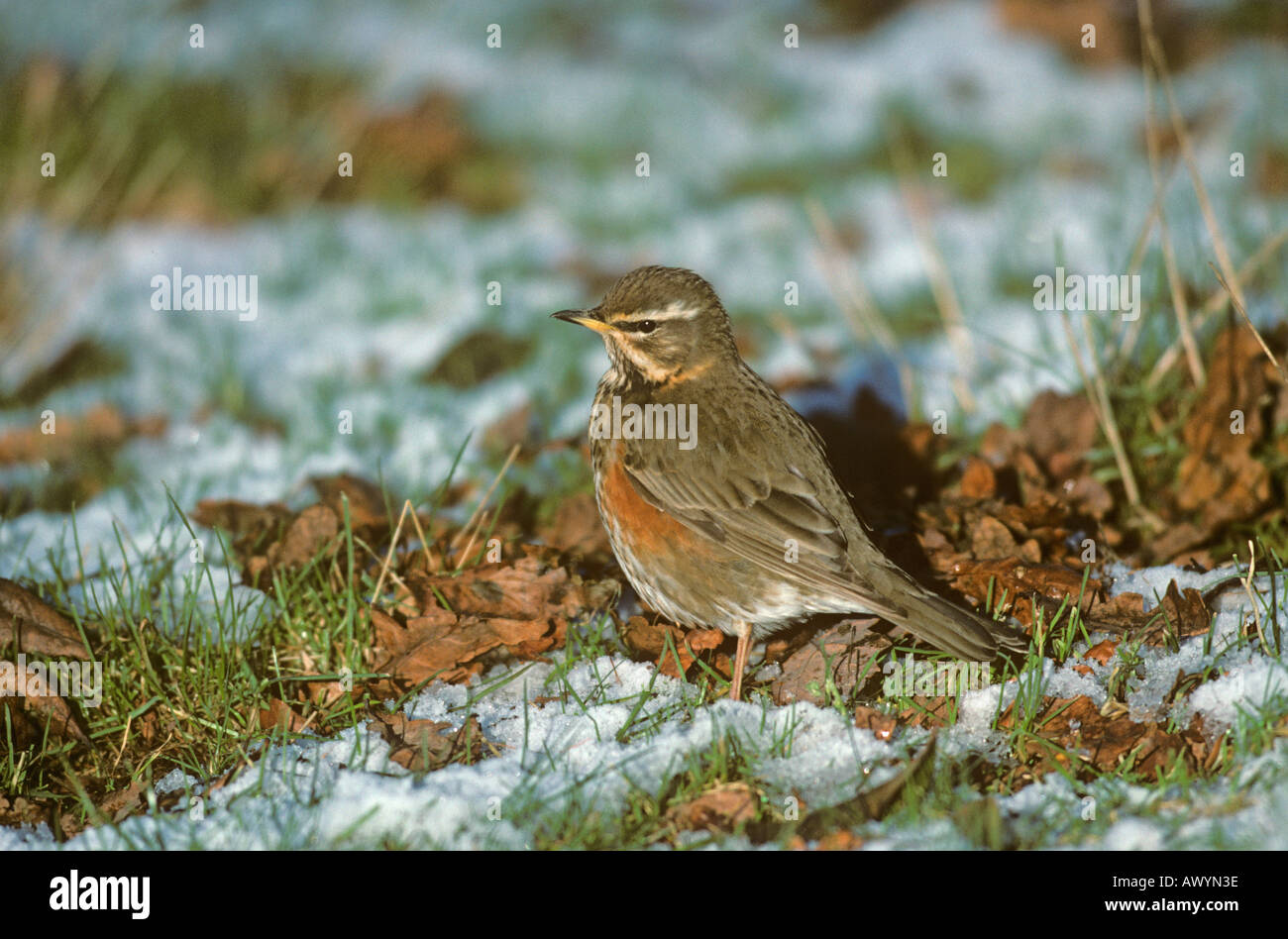 Redwing turdus musicus hi-res stock photography and images - Alamy