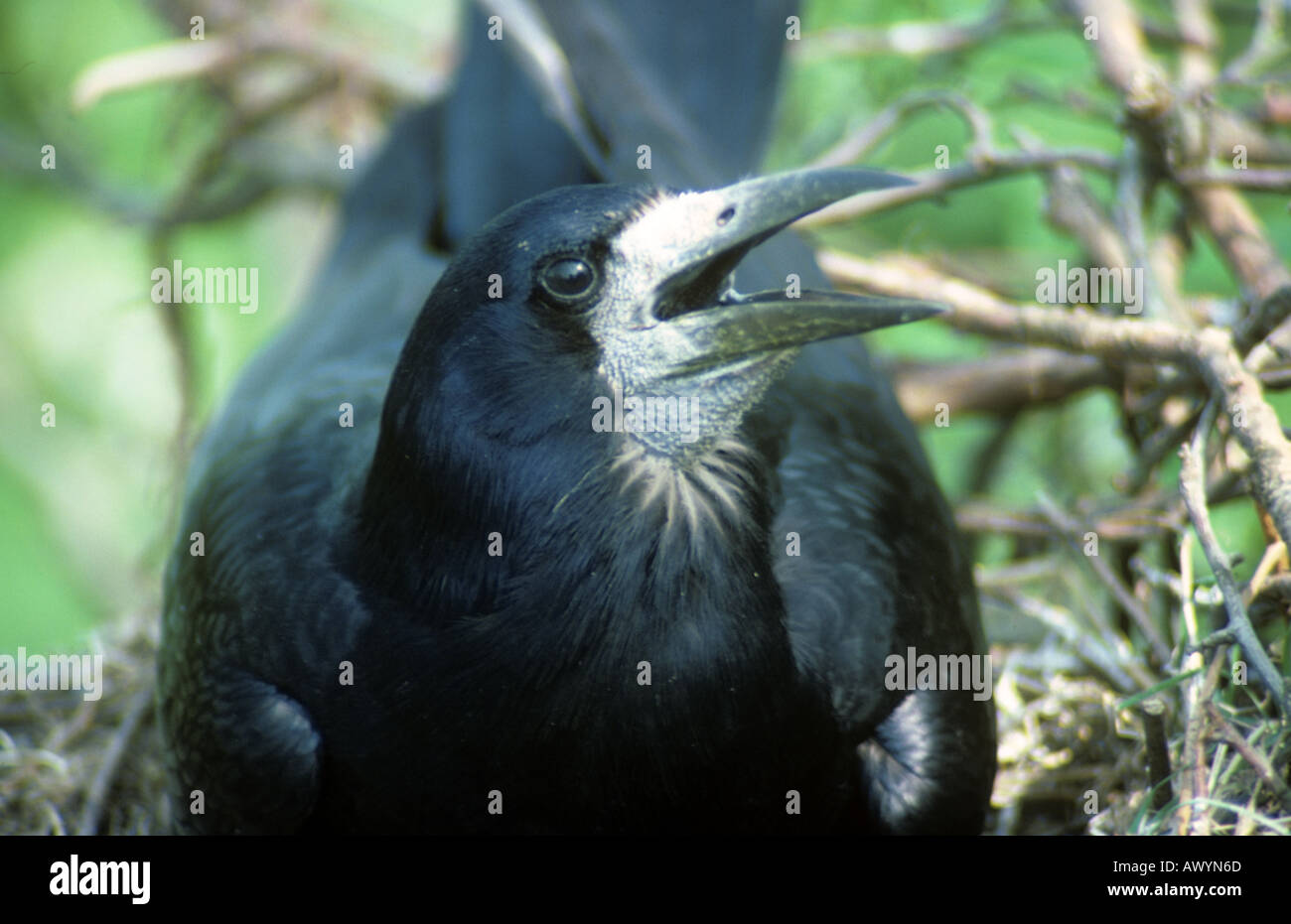 Rook feeding eggs hi-res stock photography and images - Alamy