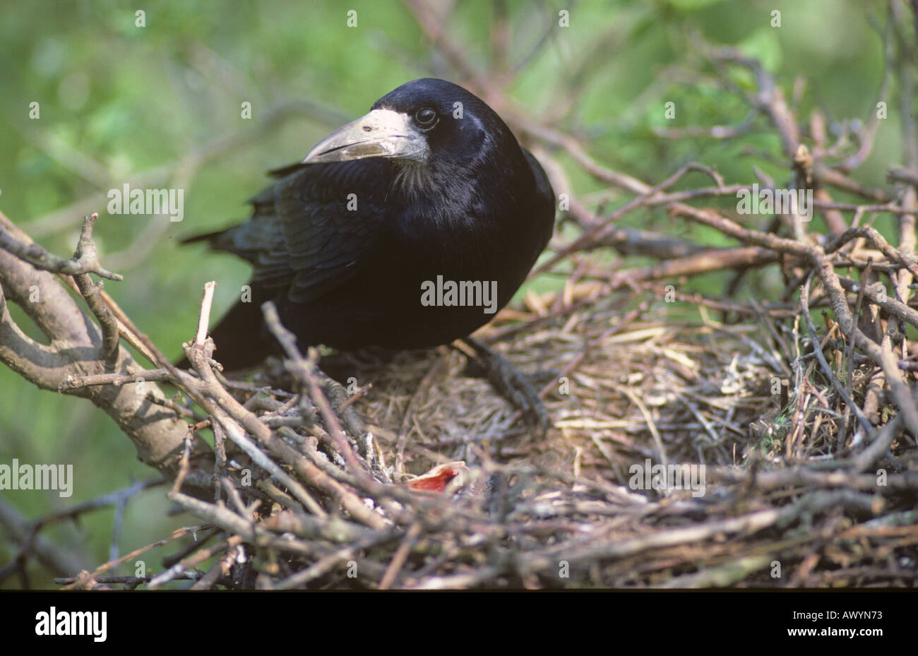 Rooks nest farm hi-res stock photography and images - Alamy