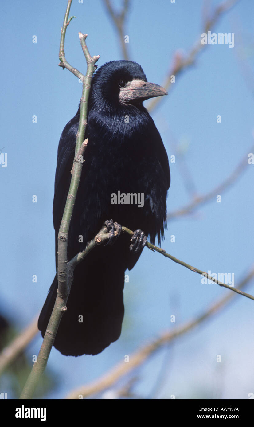 Rookery crow hi-res stock photography and images - Alamy