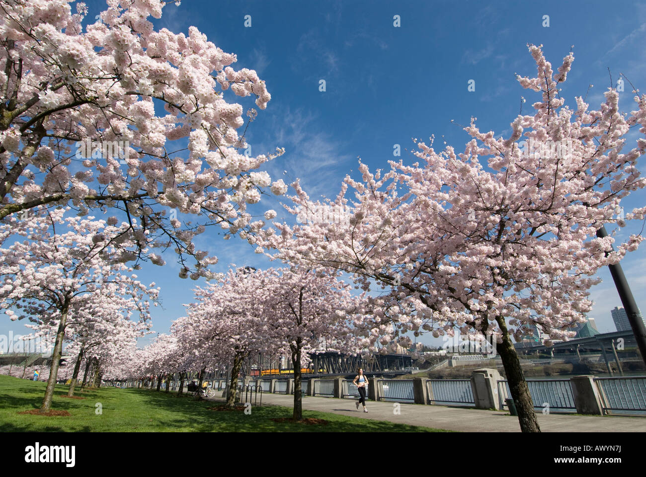 Low angle view of cherry blossoms in springtime at Tom McCall ...