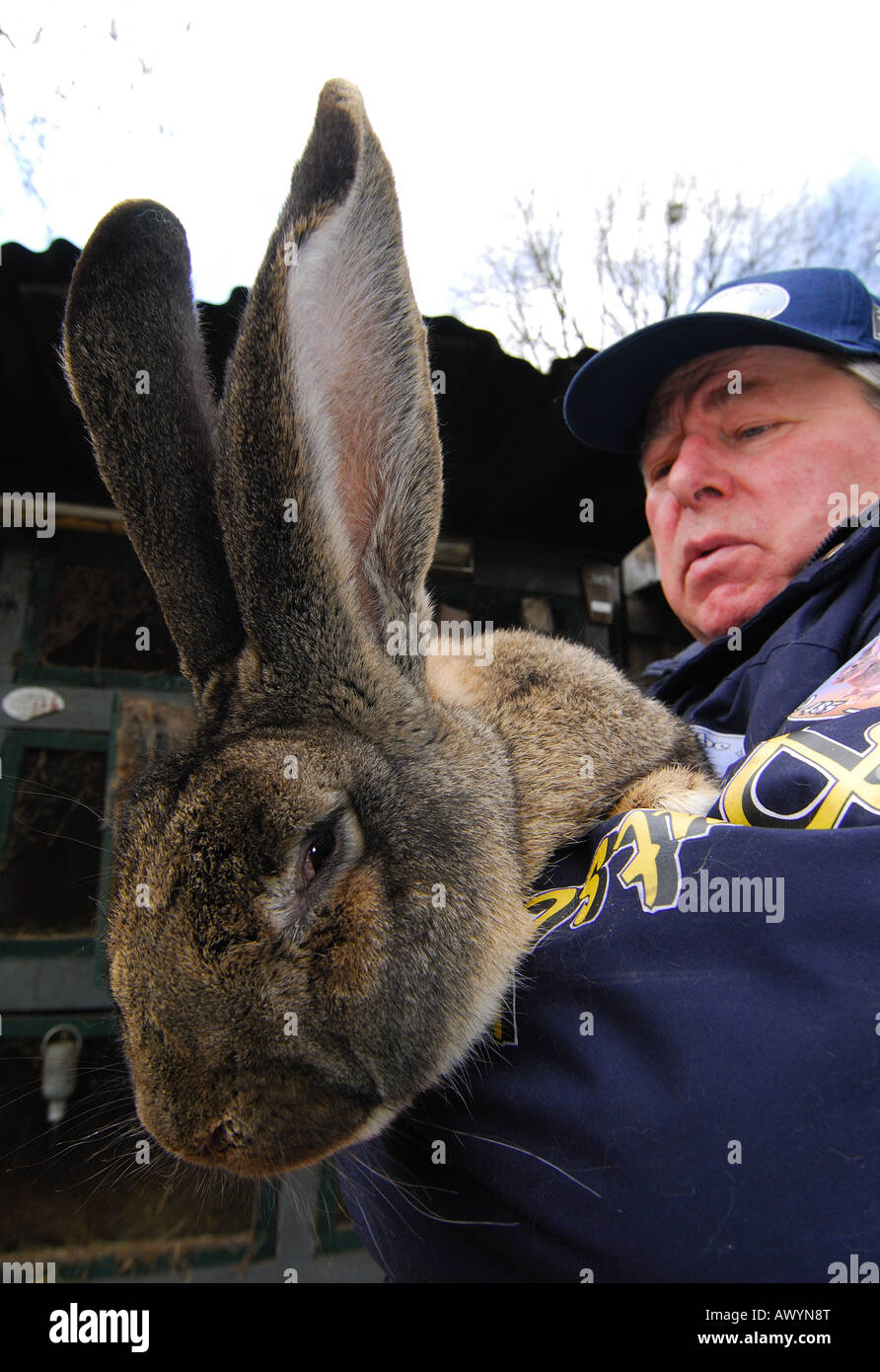 German grey giant rabbit hi-res stock photography and images - Alamy