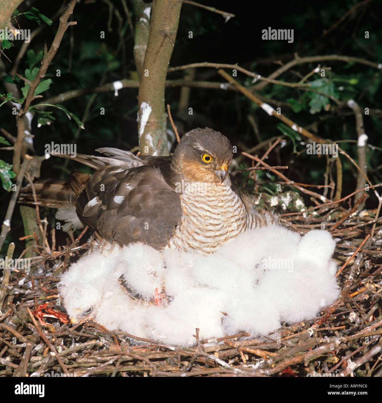 Sparrow Hawk Accipiter nisus Brooding Young Stock Photo - Alamy
