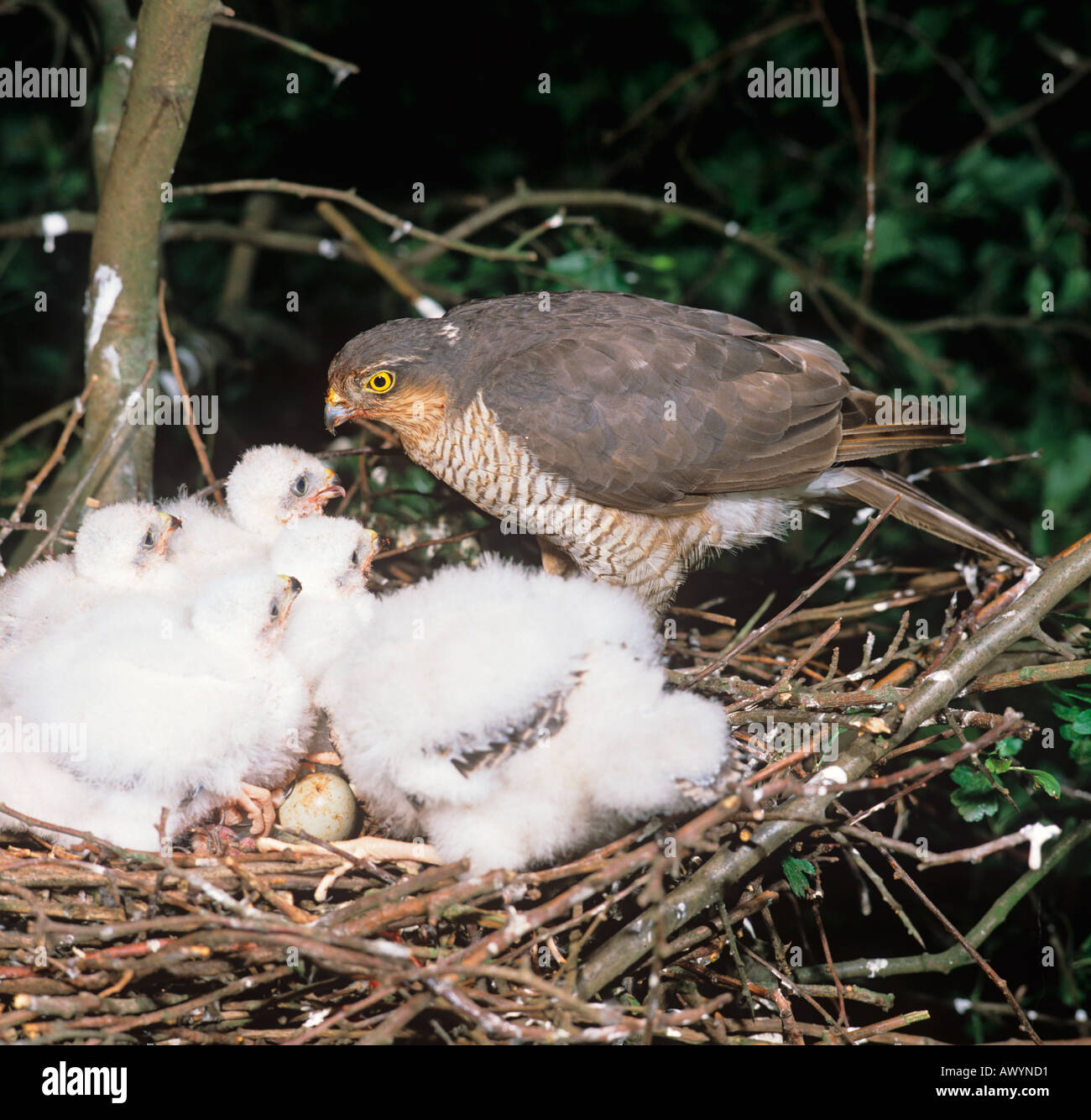 Sparrow Hawk Accipiter nisus Feeding Young Stock Photo - Alamy
