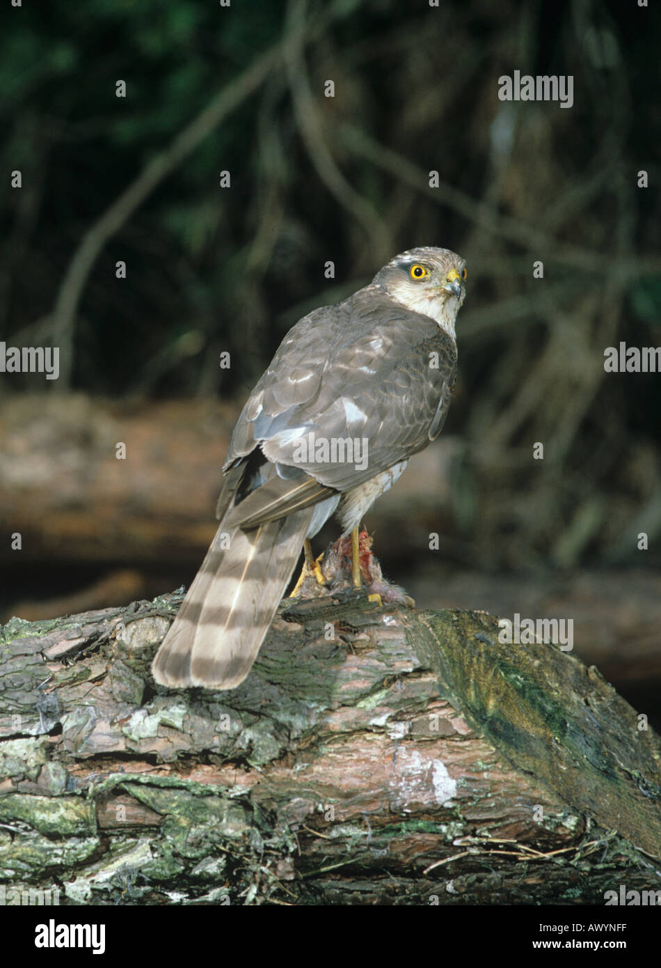 Sparrow Hawk Accipiter nisus Male at Plucking Post Stock Photo - Alamy