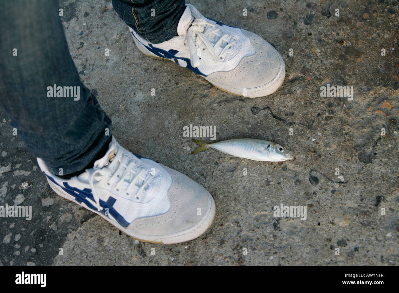 1 fish fishing rod alone angling out of water animal fisherman clear ...