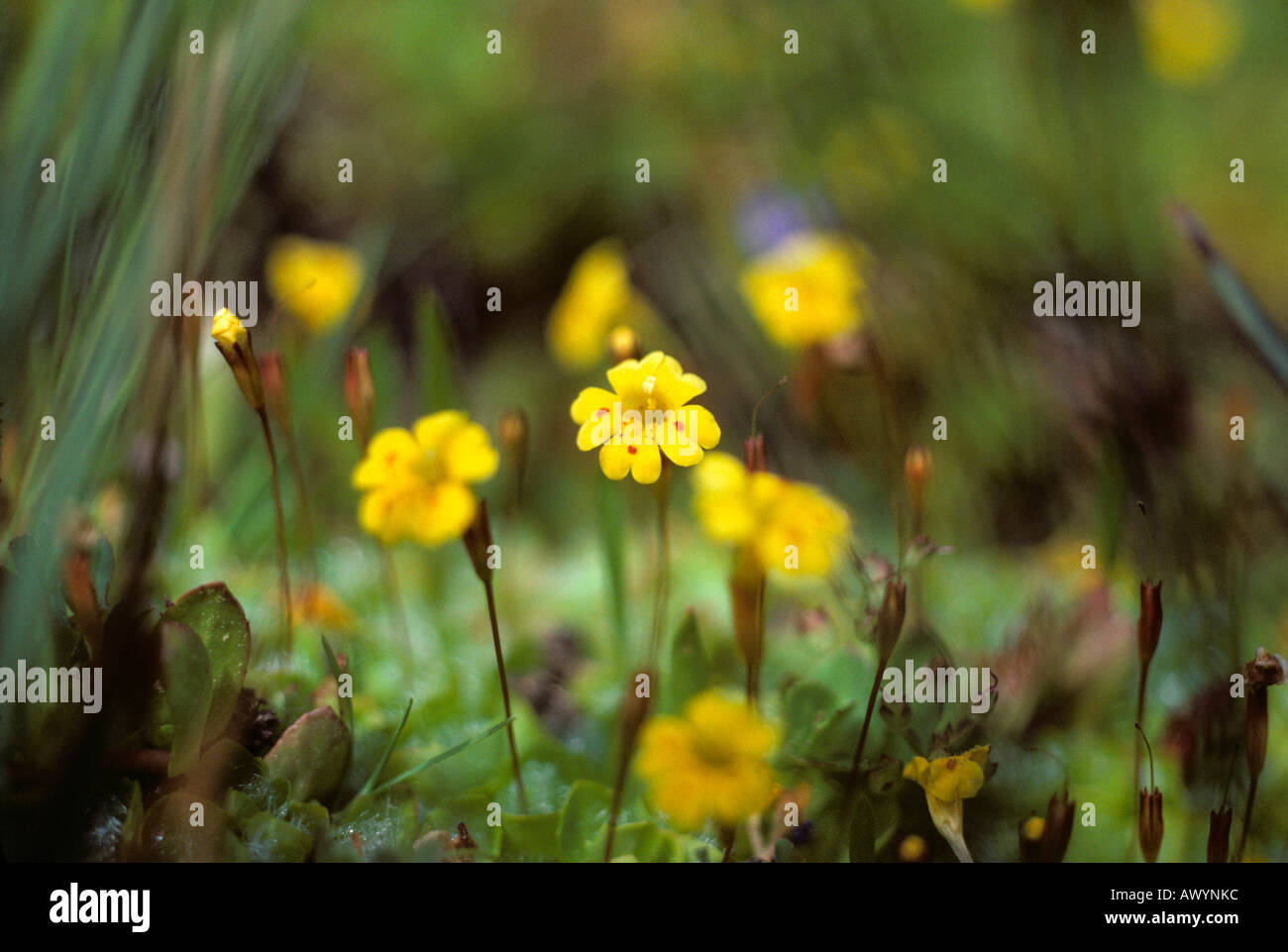 Seep spring monkey flowers hi-res stock photography and images - Alamy