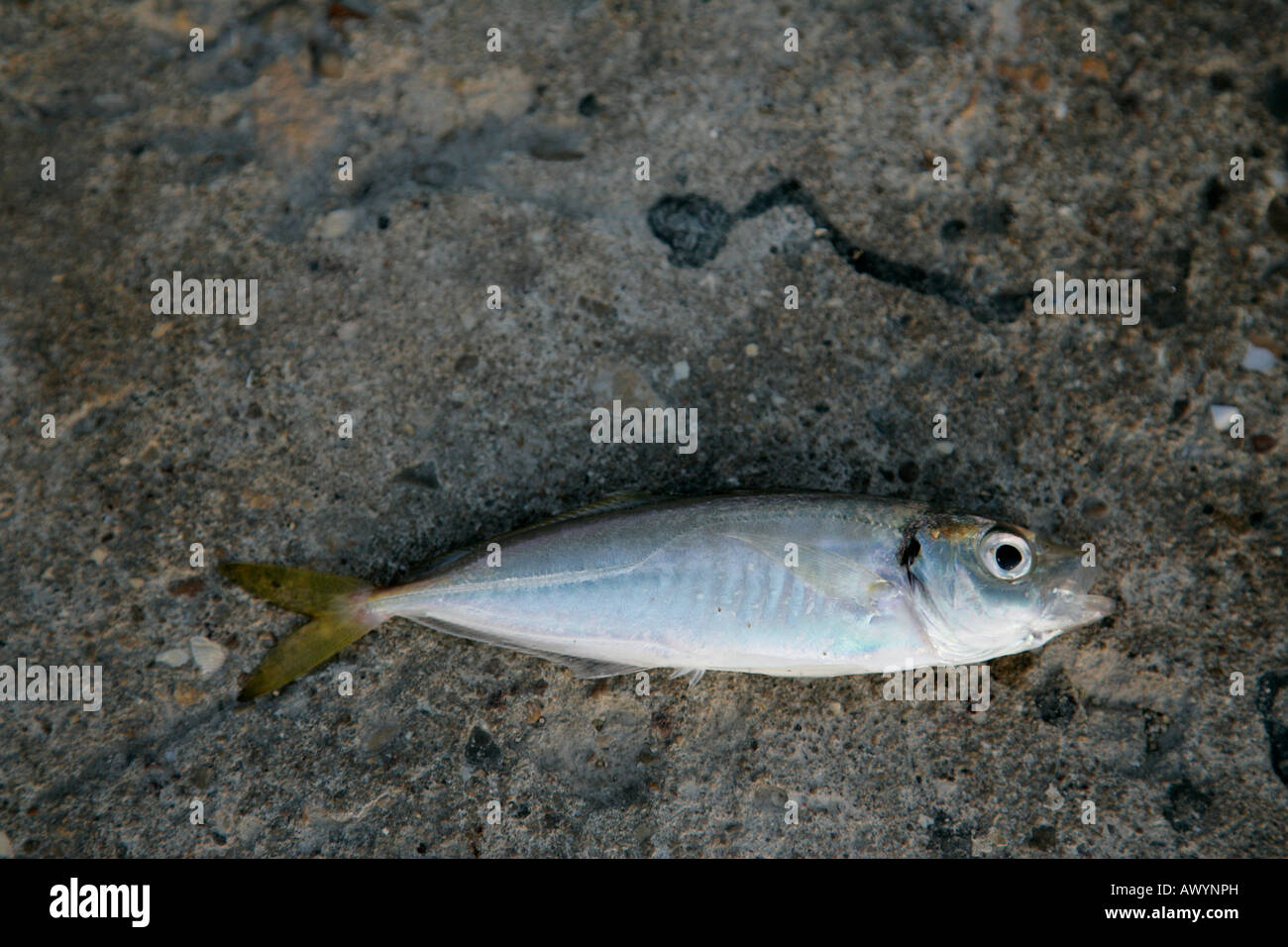 1 fish fishing rod alone angling out of water animal Stock Photo - Alamy