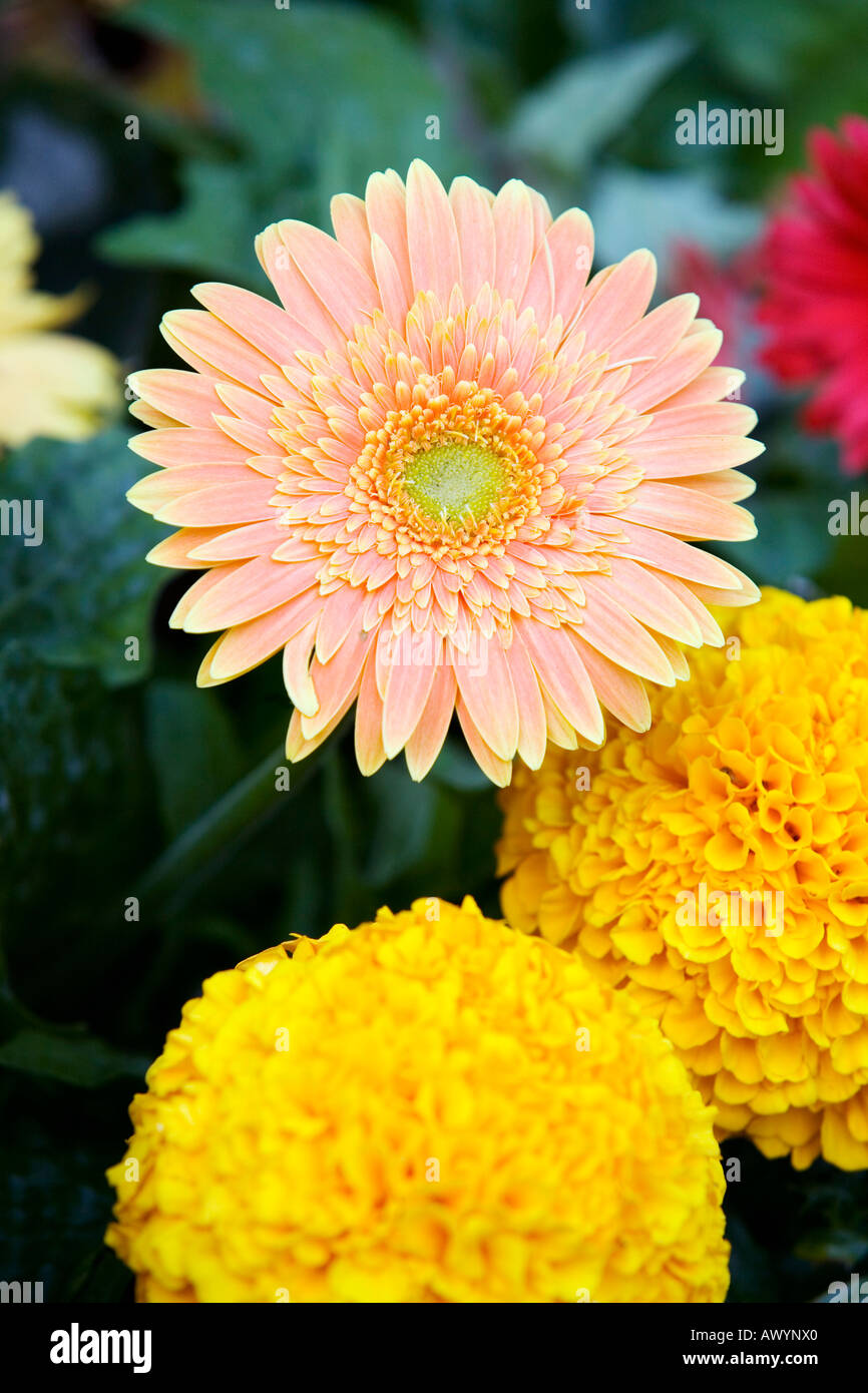 Gerbera and marigold flowers Stock Photo - Alamy