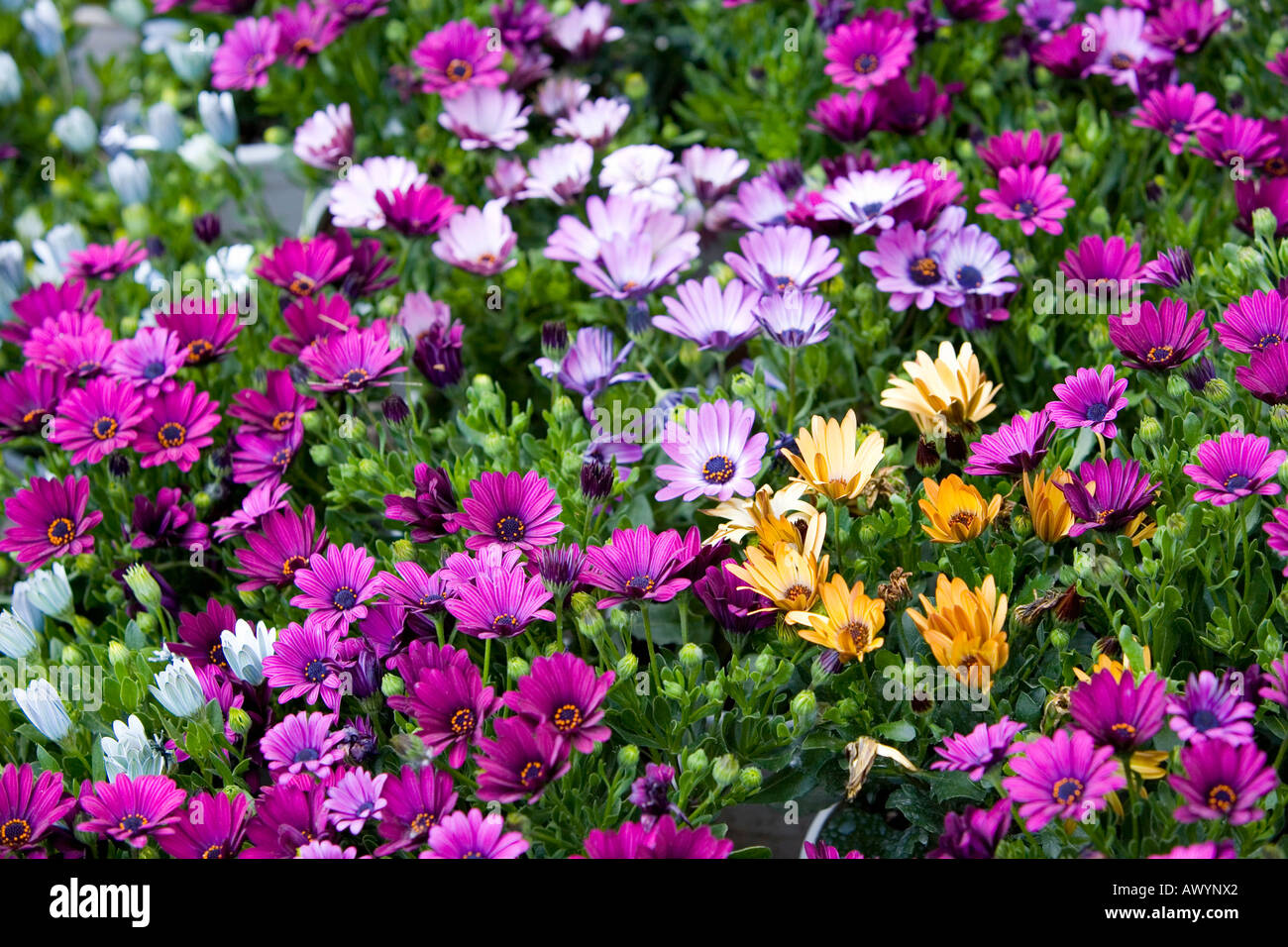 Dimorphotheca ecklonis flowers Stock Photo - Alamy