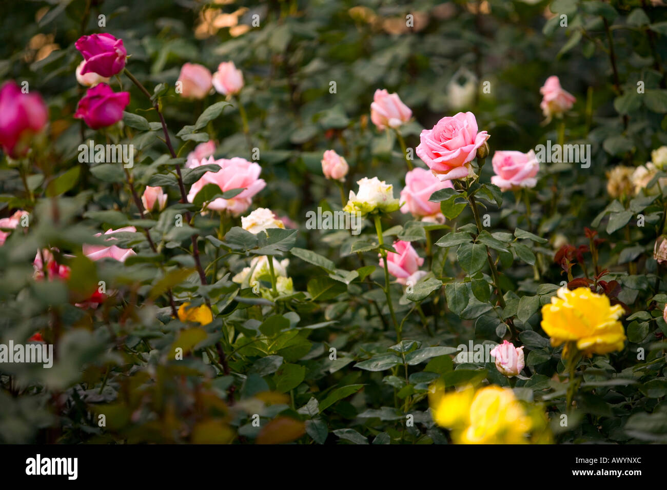 Thriving bush hi-res stock photography and images - Alamy