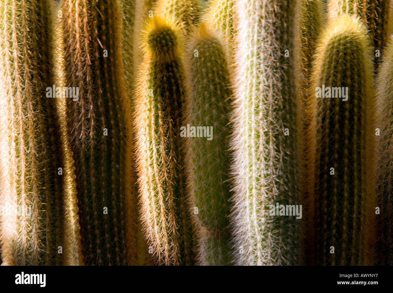 Cactus cleistocactus straussi Stock Photo - Alamy