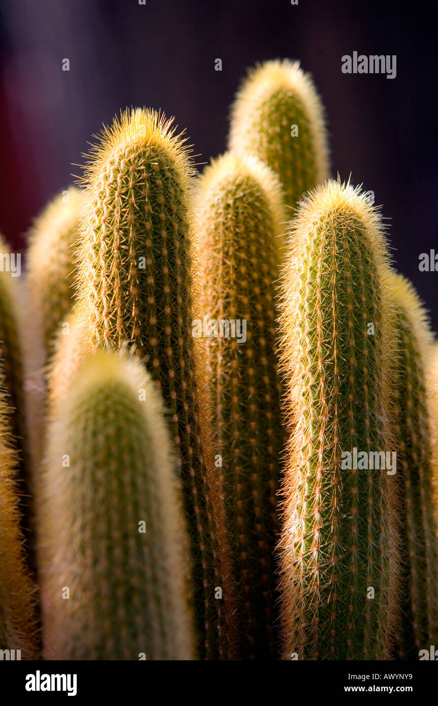 Cactus cleistocactus straussi Stock Photo - Alamy