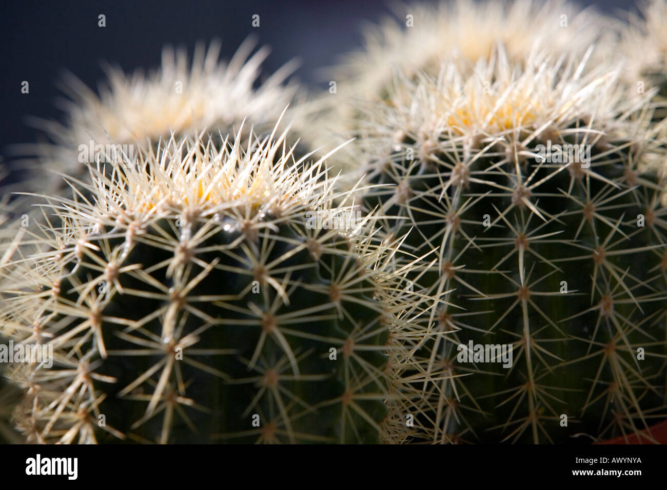 Thriving cactus hi-res stock photography and images - Alamy