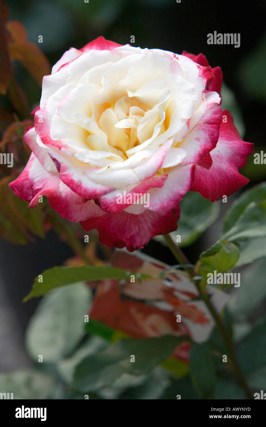 Single red rose photographs hi-res stock photography and images - Alamy