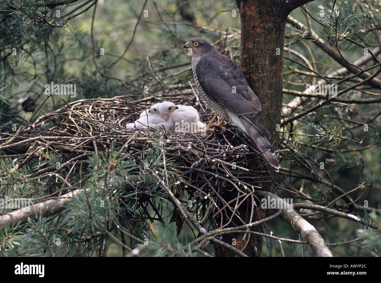 Sparrow Hawk Accipiter nisus female at Nest Stock Photo - Alamy