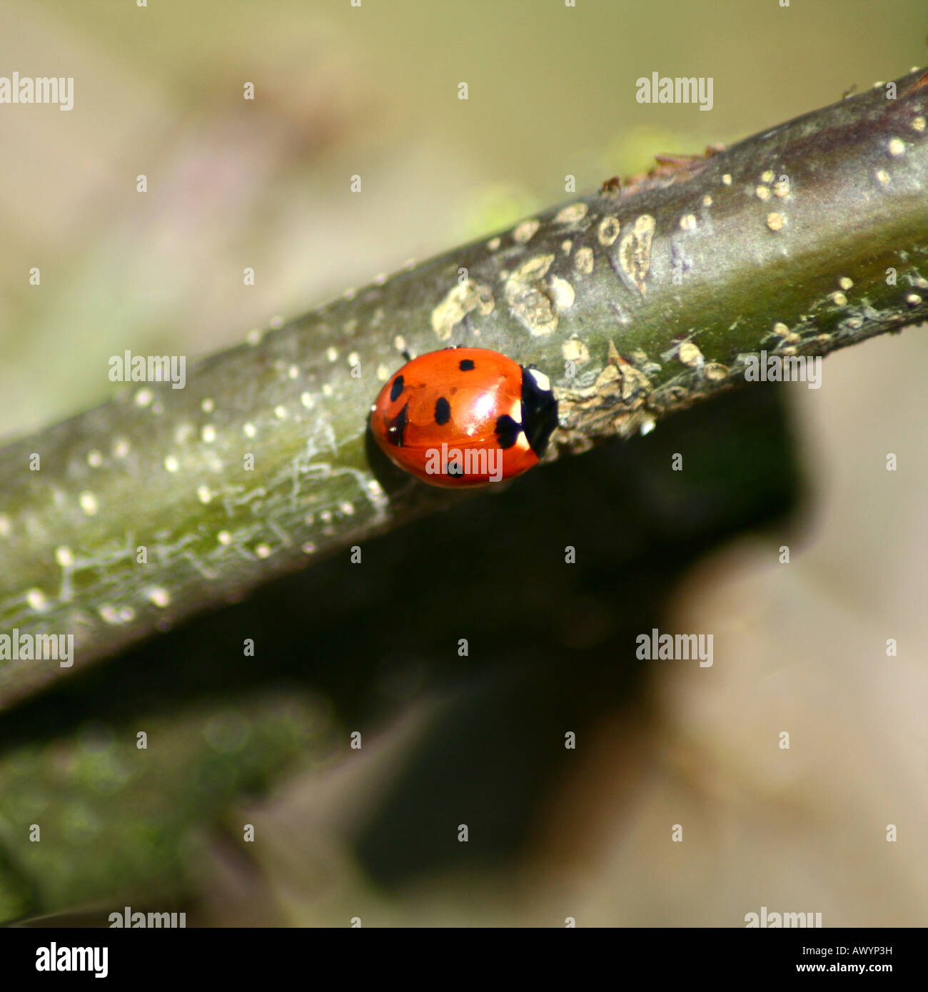 Coleoptera Coccinellidae Stock Photos & Coleoptera Coccinellidae Stock ...