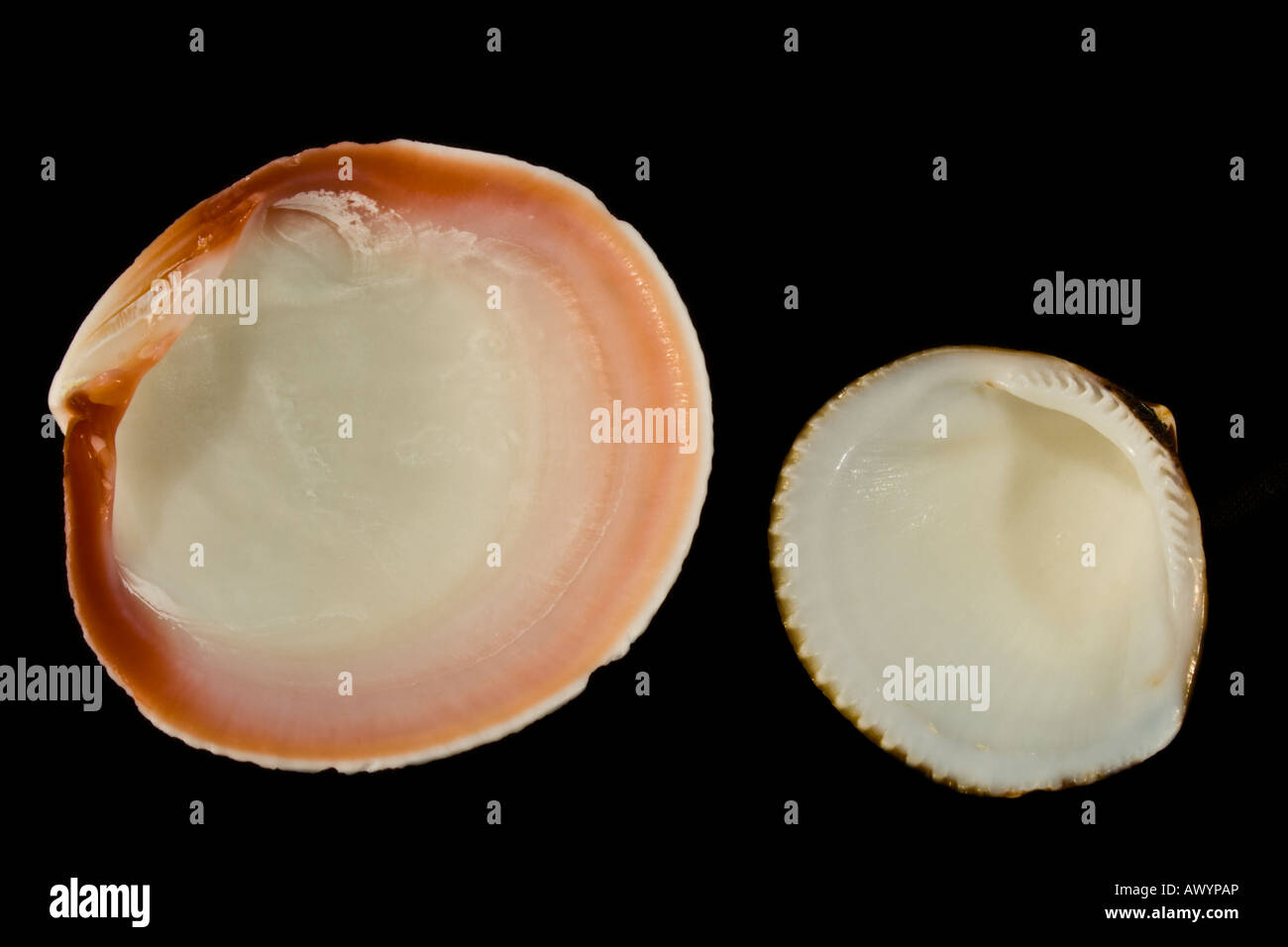 Sea shell sculpture hi-res stock photography and images - Alamy