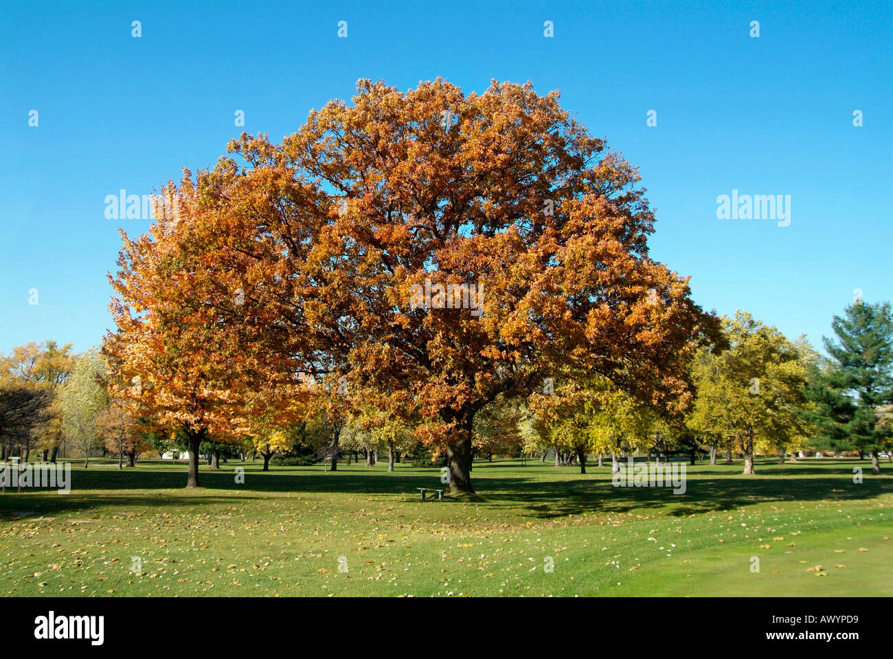 Autumn colors in Southeastern Michigan at Port Huron during fall color ...