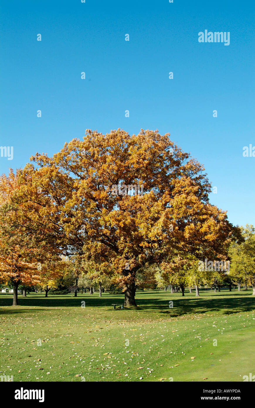 Autumn colors in Southeastern Michigan at Port Huron during fall color ...