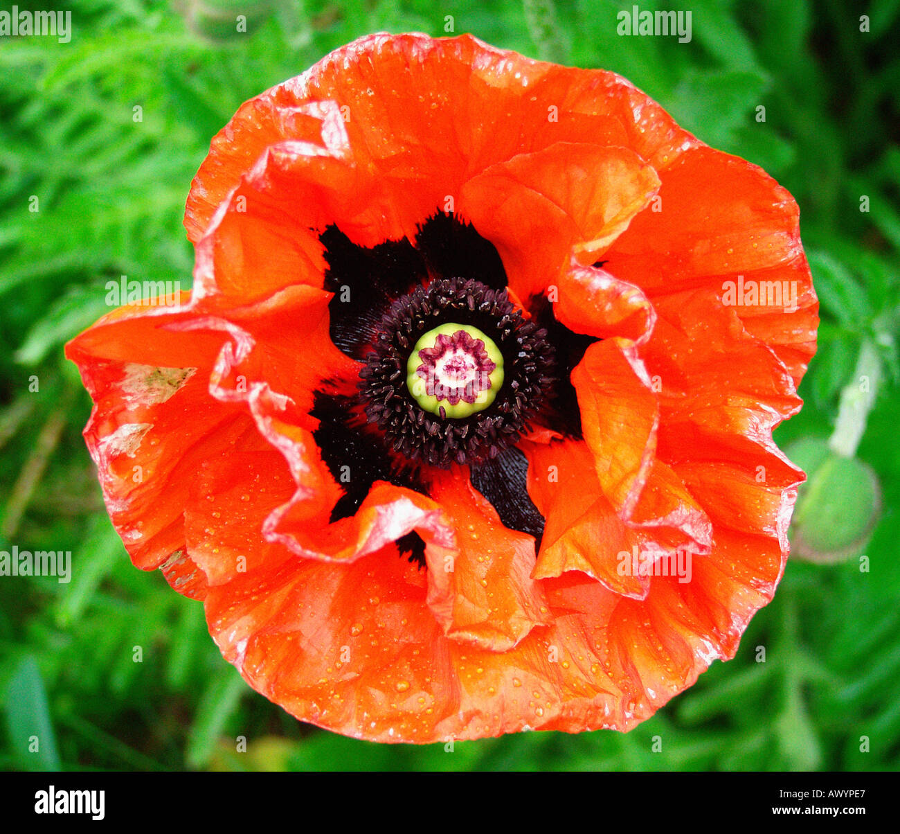 Californian Poppy flower Stock Photo - Alamy