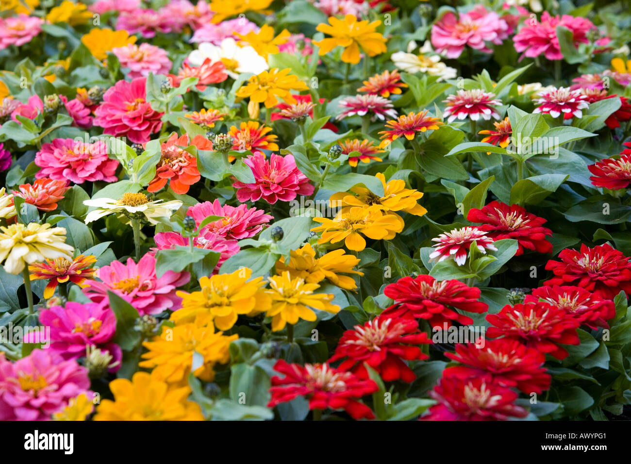 Zinnia flower show hi-res stock photography and images - Alamy