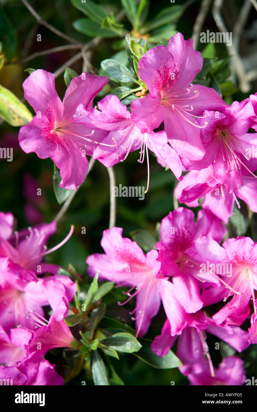 Cultivate azaleas hi-res stock photography and images - Alamy