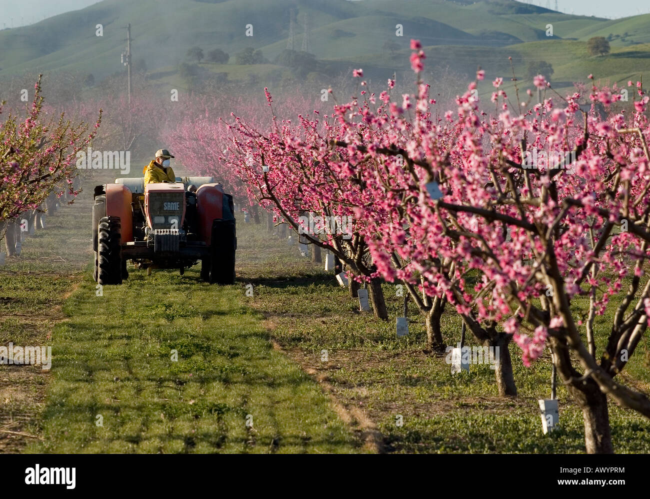 A grower sprays his orchard in Brentwood, California on March 17, 2008 ...