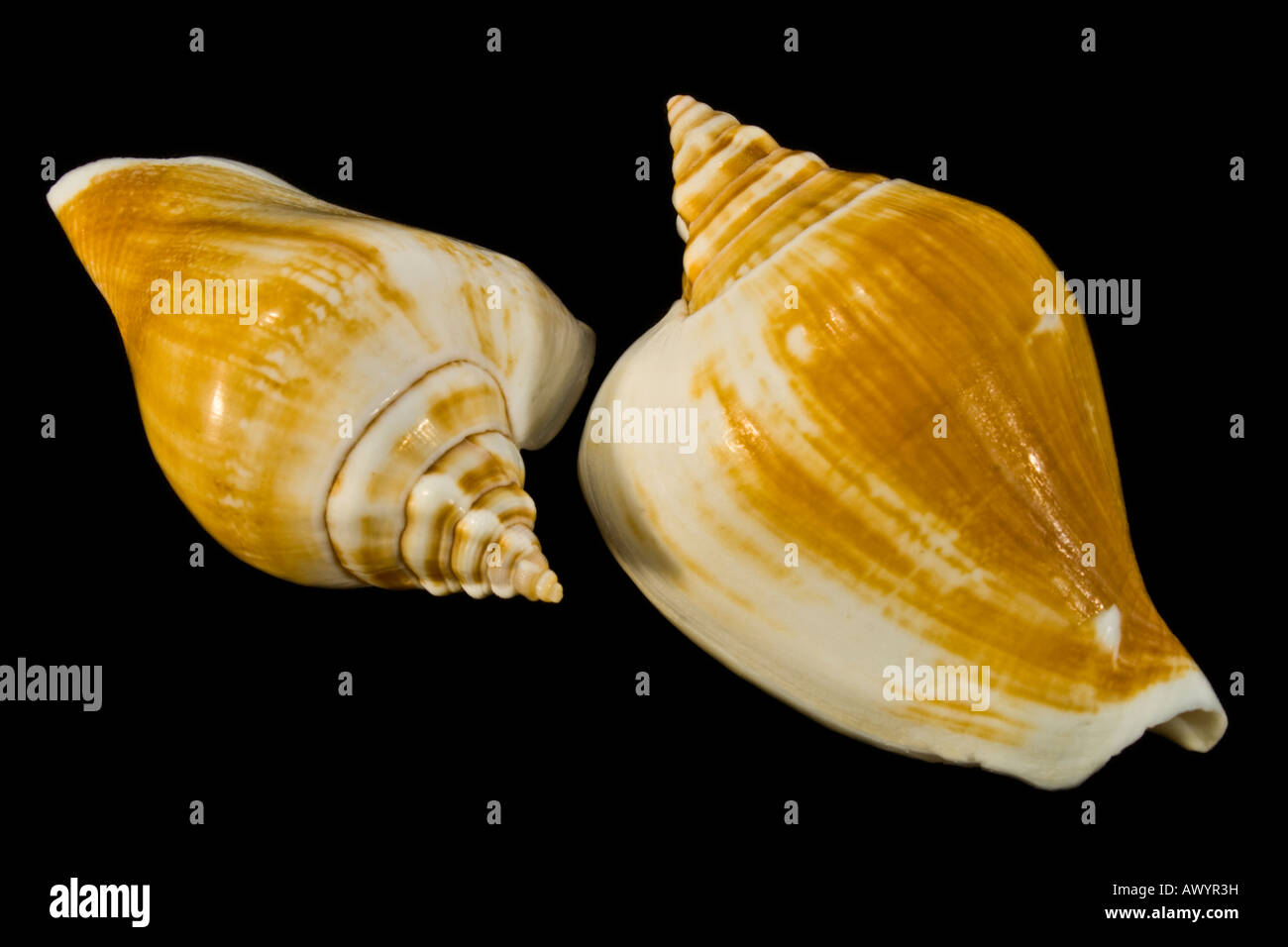 Sea Shell Sculpture - Rubbing Shoulders (1 of set of 12 Stock Photo - Alamy