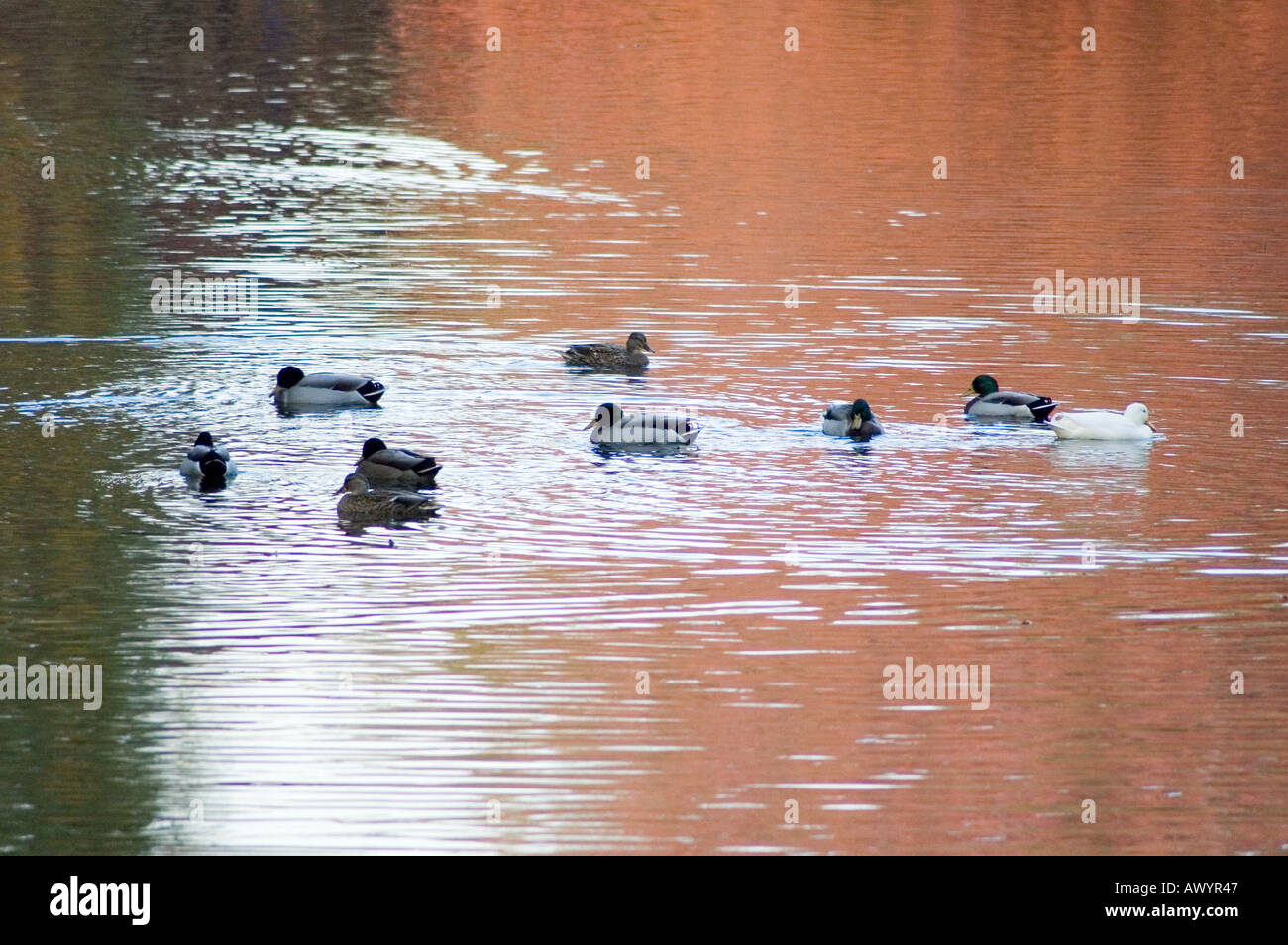 Hub for urban wildlife hi-res stock photography and images - Alamy