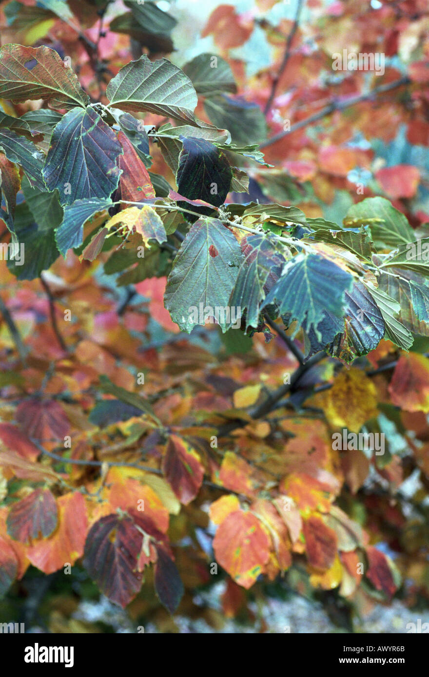 Fall image from Massachusetts Stock Photo - Alamy