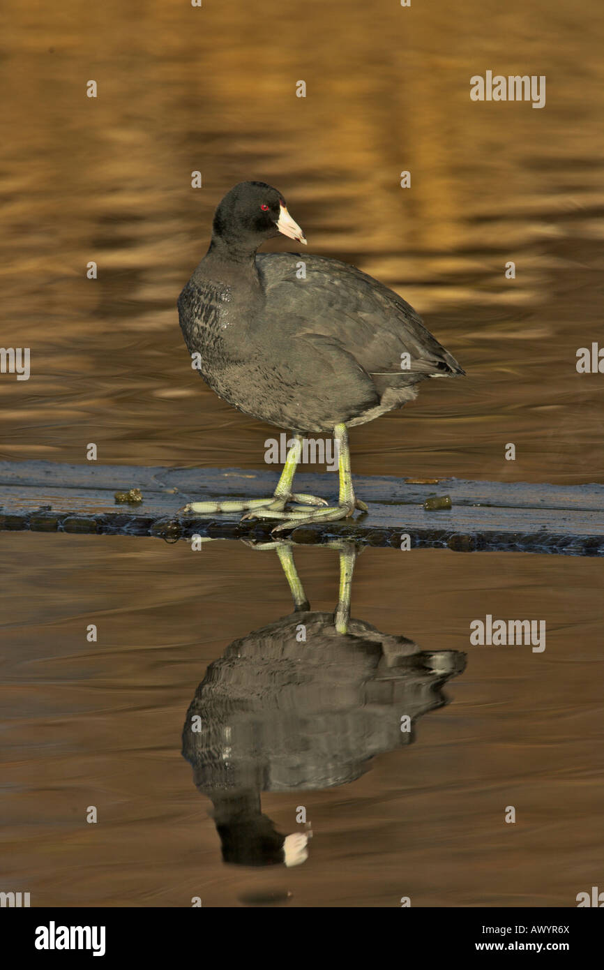 American Coot duck drinking from lake Victoria British Columbia Canada ...