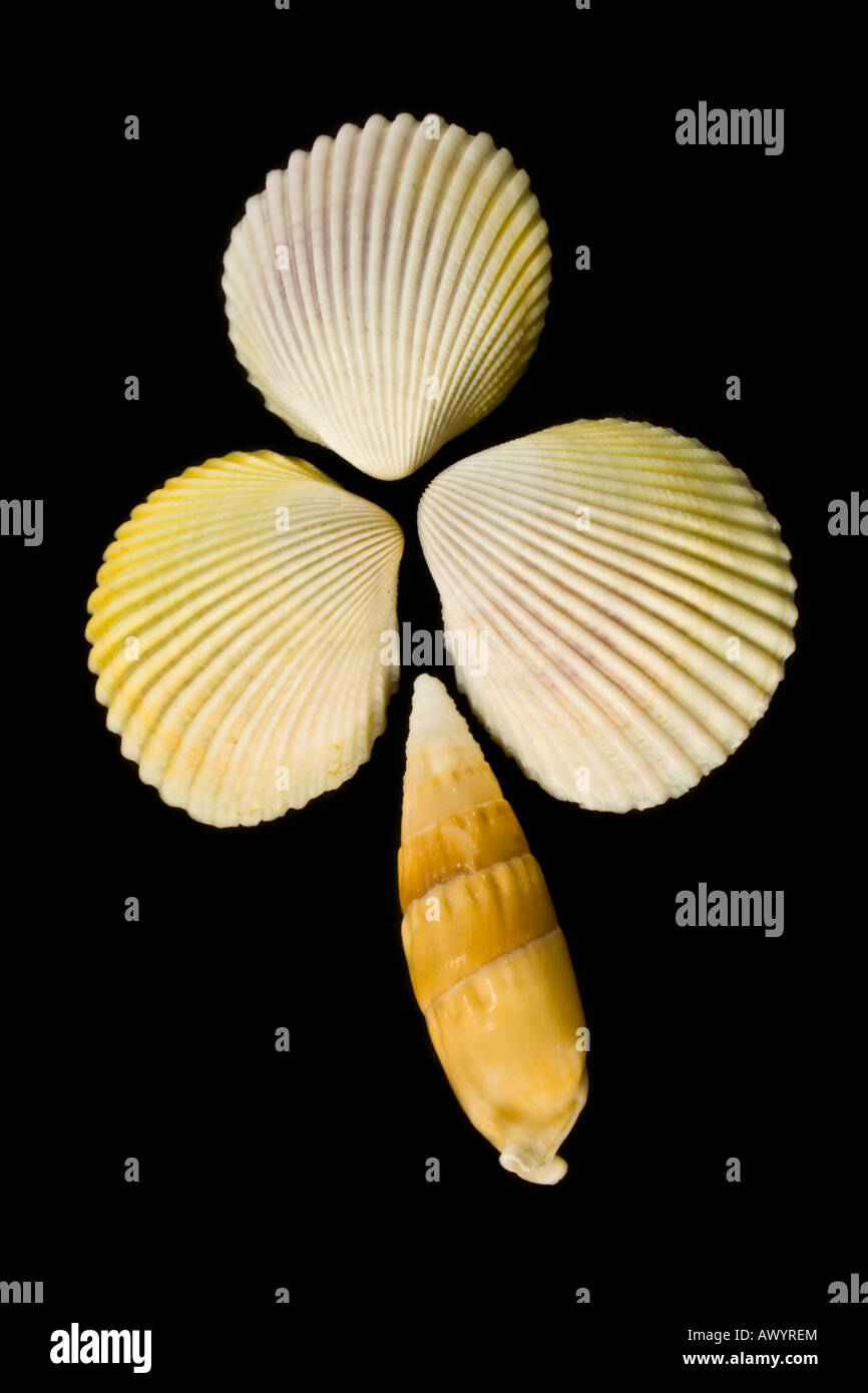 Sea Shell Sculpture - Palm Tree (1 of set of 12 Stock Photo - Alamy