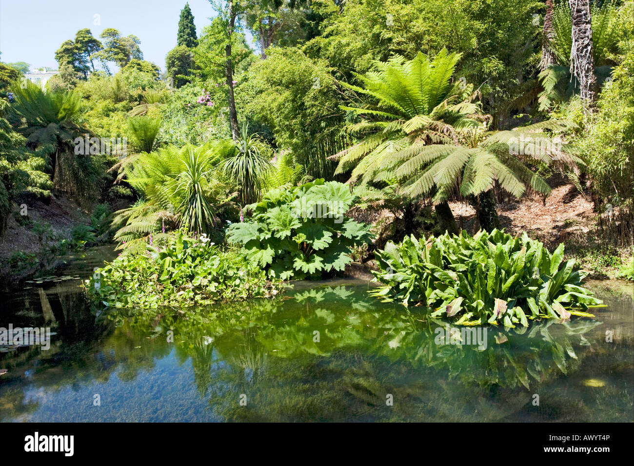 A pond in 'The Jungle' section of the Lost Gardens of Heligan in ...