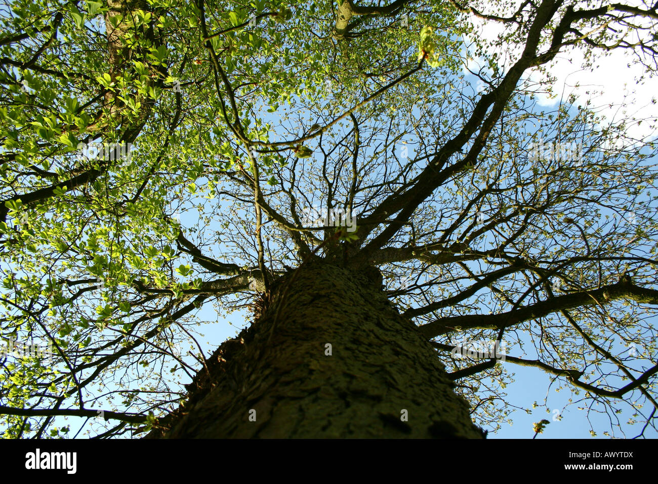 crown of a tree Stock Photo - Alamy