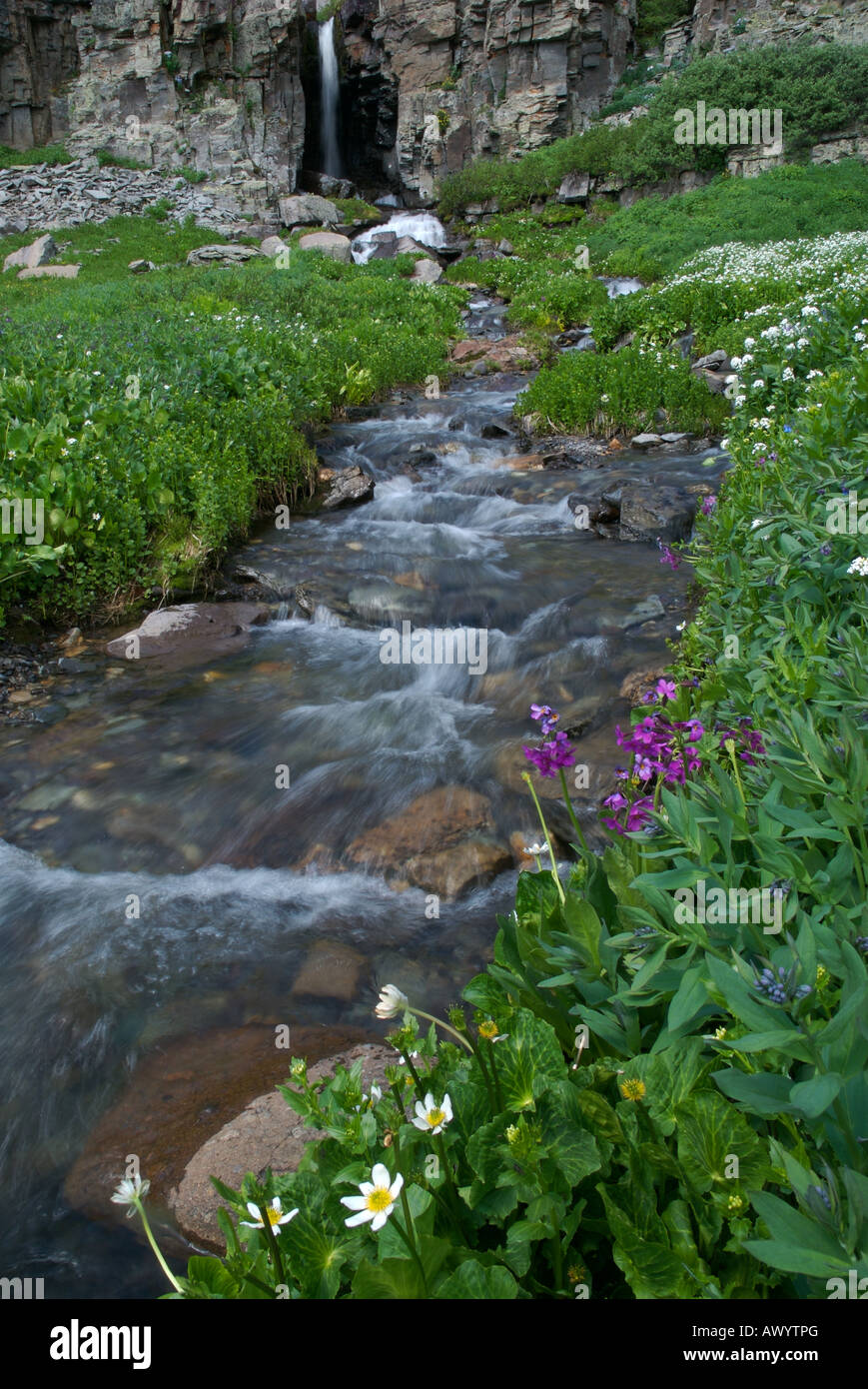 A high mountain alpine stream with wildfowers and a waterfall high up ...