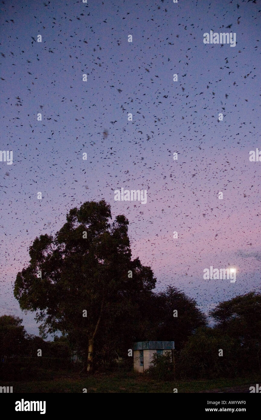 Swarming swallows hi-res stock photography and images - Alamy