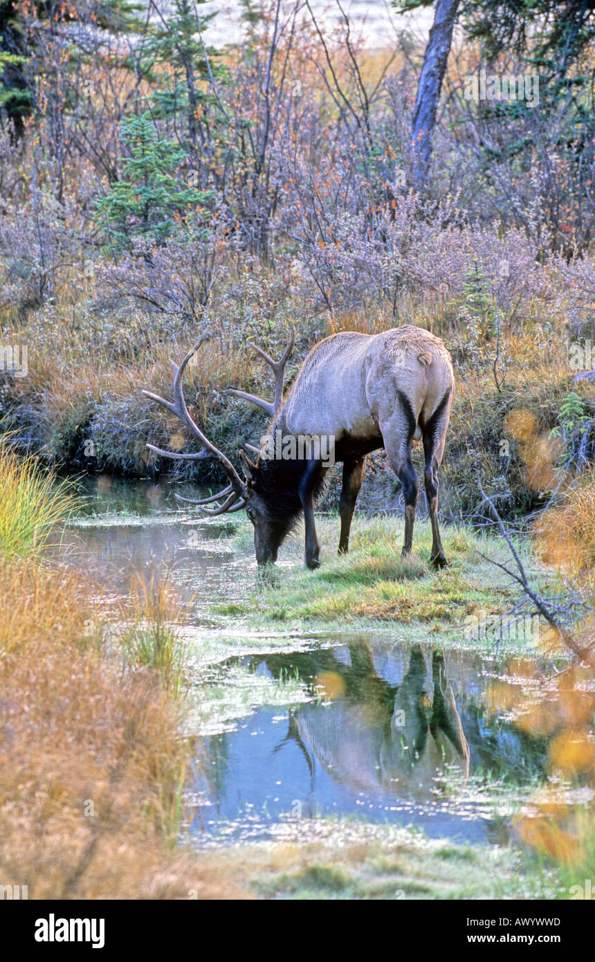 Bull Elk drinking water Stock Photo - Alamy