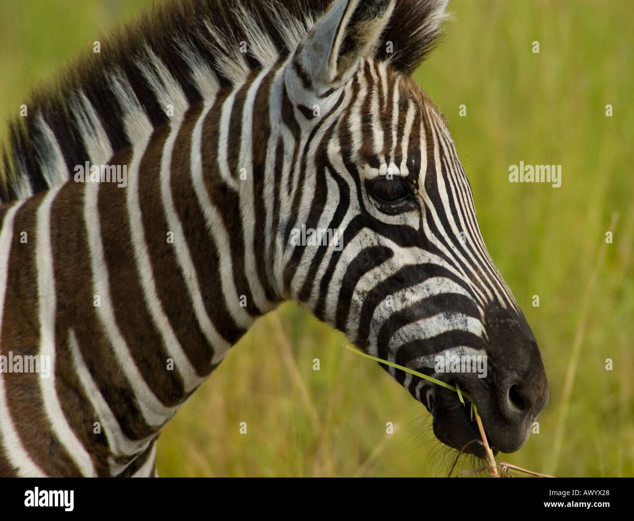 Zebra Chewing Grass High Resolution Stock Photography and Images - Alamy