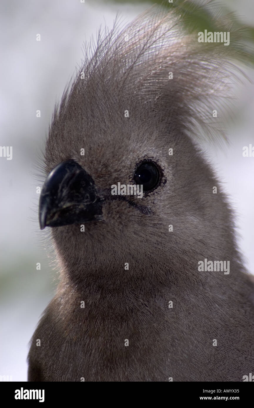 Portrait of a Grey Go-Away Bird (Lourie); Pilanesberg National Park ...