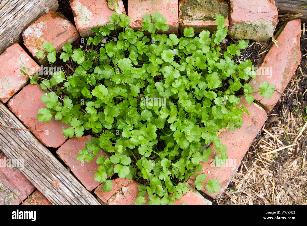 coriander growing between bricks Stock Photo - Alamy