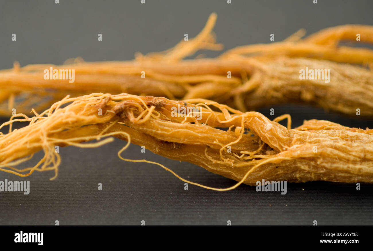 Aralia quinquefolia hi-res stock photography and images - Alamy